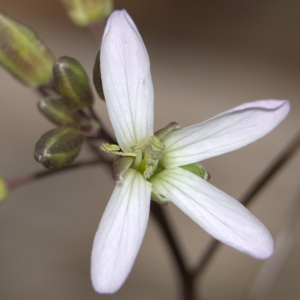 Slender toothwort (Vegetation of Georgia Blue Ridge) · iNaturalist