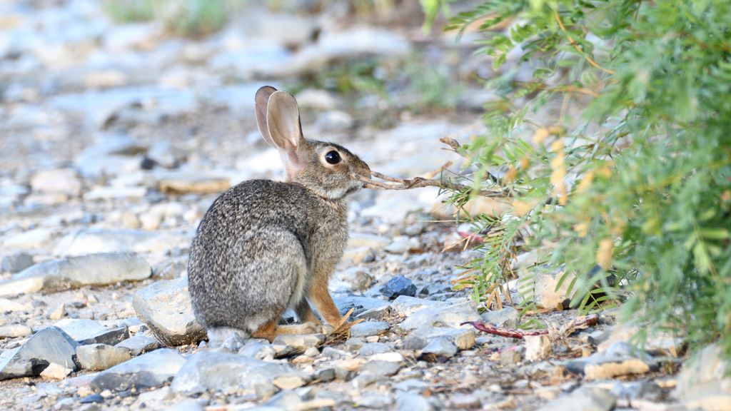 Eastern Cottontail from Bustamante, Nuevo León, Mexico on June 12, 2020 ...