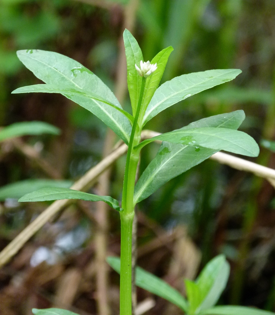 Alligatorweed (Alternanthera philoxeroides) - Botanical Realm