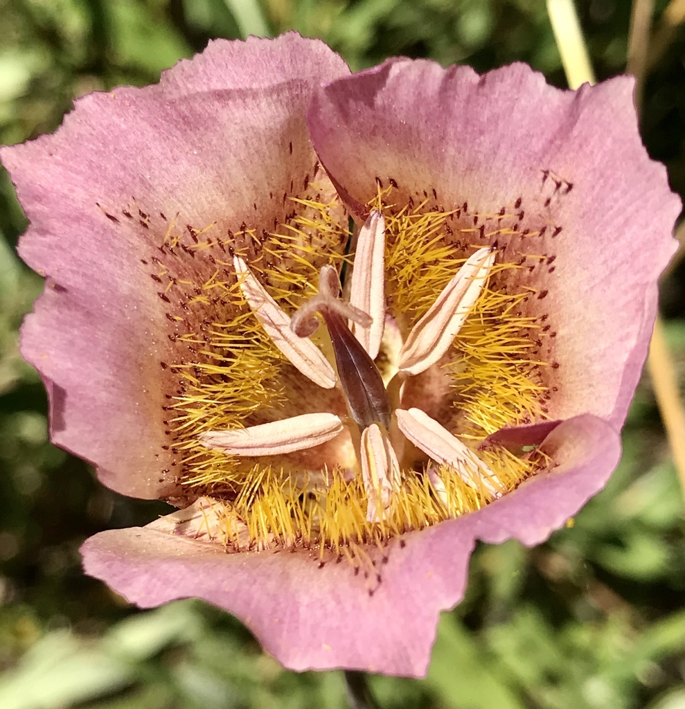 Plummer's Mariposa Lily from The Highlands, Anaheim, CA, US on June 12 ...