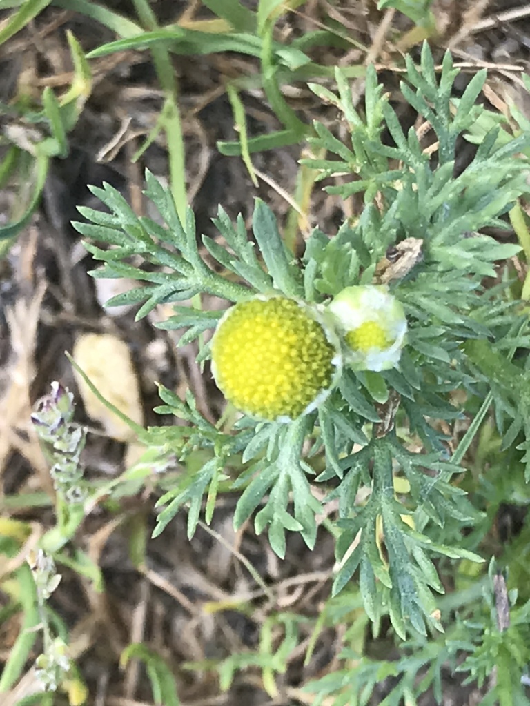 pineapple-weed from Long Island, Seaford, NY, US on June 07, 2020 at 03 ...