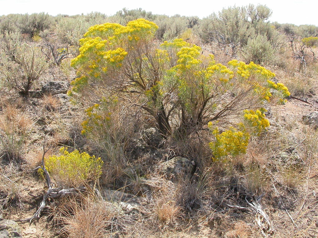 Green rabbitbrush (CHVI8) (OCTC Flora Guide) · iNaturalist