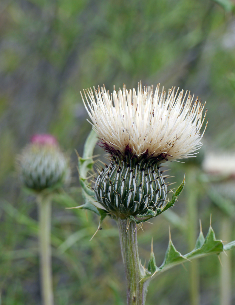 Prairie thistle (CICA11) (OCTC Flora Guide) · iNaturalist