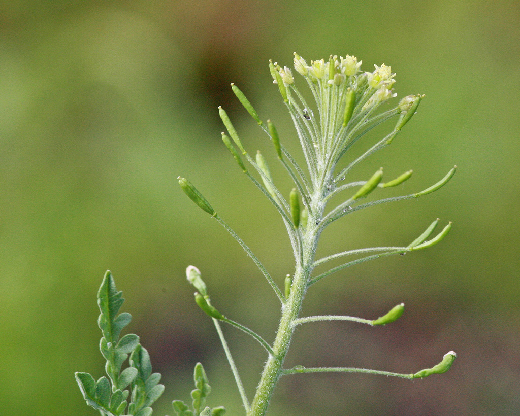 Western tansymustard (DEPI) (OCTC Flora Guide) · iNaturalist