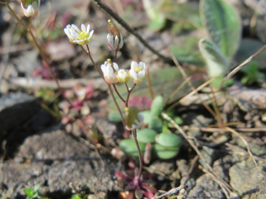 Spring draba (DRVE2) (OCTC Flora Guide) · iNaturalist