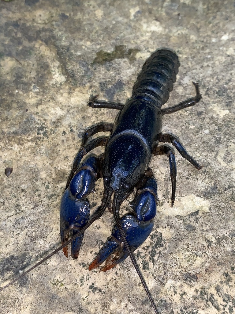 Blue Crayfish from Lake Rd, Claysville, PA, US on June 04, 2020 at 12: ...