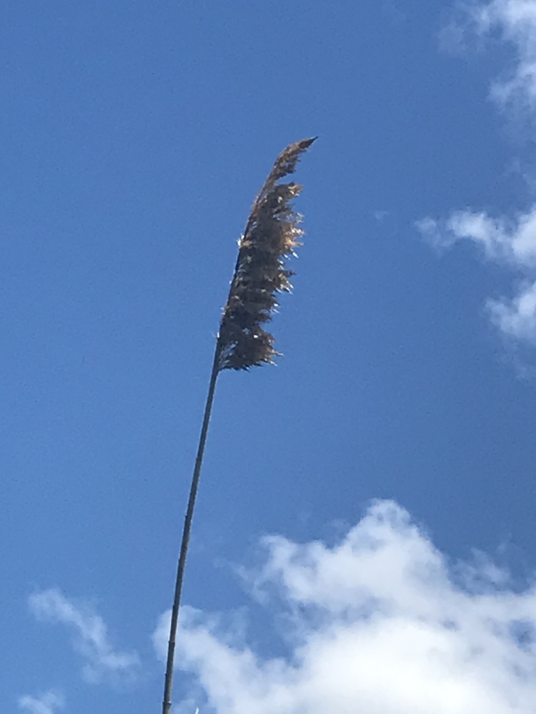 common reed from Gateway National Recreation Area - Jamaica Bay, New ...