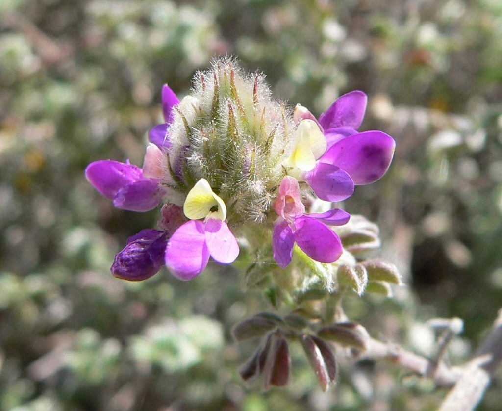 Orégano cimarrón (Plantas del municipio de Coixtlahuaca) · iNaturalist