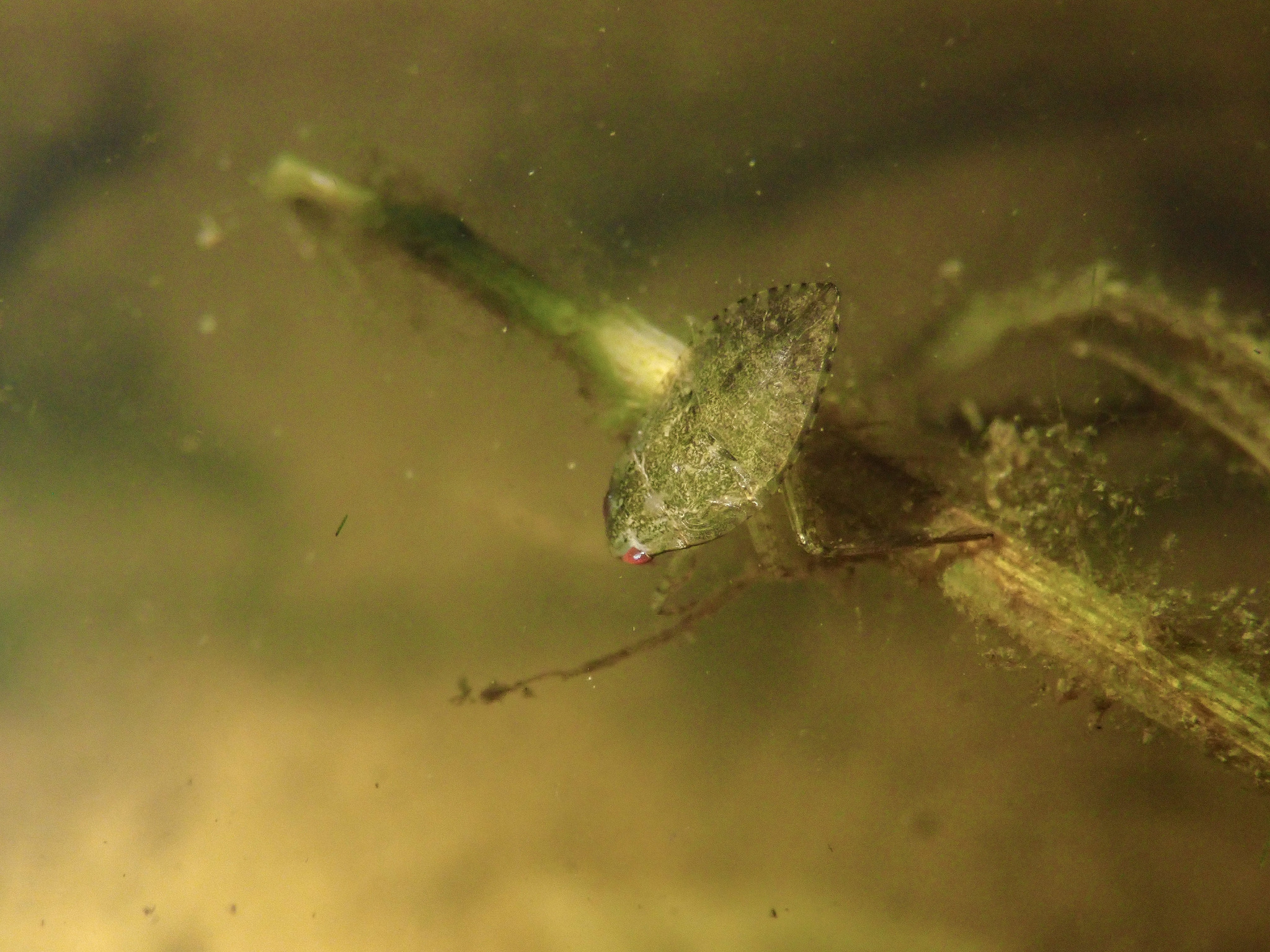 Diplonychus rusticus (Fabricius, 1871)