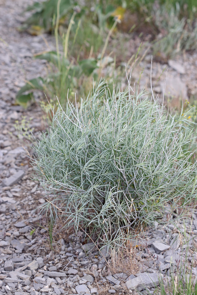 Gray rabbitbrush (ERNA10) (OCTC Flora Guide) · iNaturalist