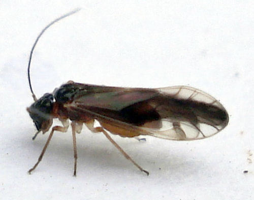 Family Caeciliidae · iNaturalist