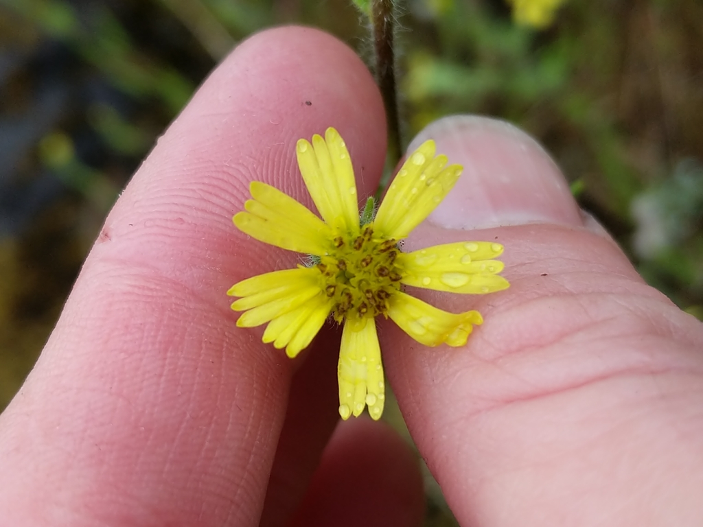 grassy tarweed from Forest Highlands, Portland, OR, USA on June 12 ...