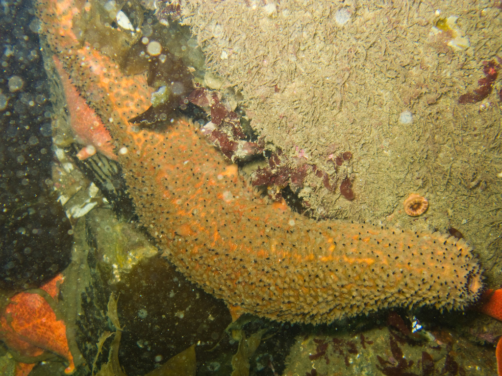 Warty Sea Cucumber (China Cove Organisms) · iNaturalist