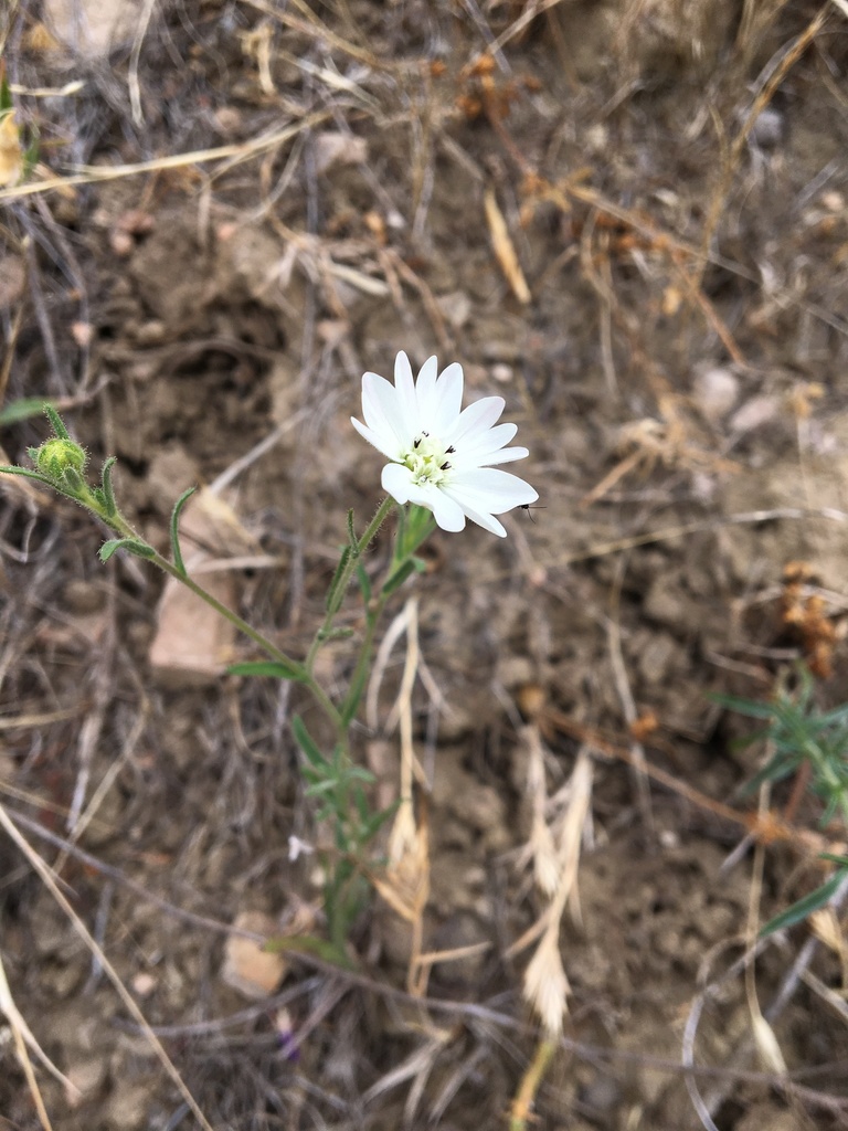 Hayfield Tarweed from Beltane Ranch, Sonoma County, US-CA, US on June ...