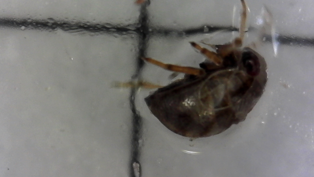 Pygmy Backswimmers from 21901 FM 762 Rd, Needville, TX 77461, USA on ...