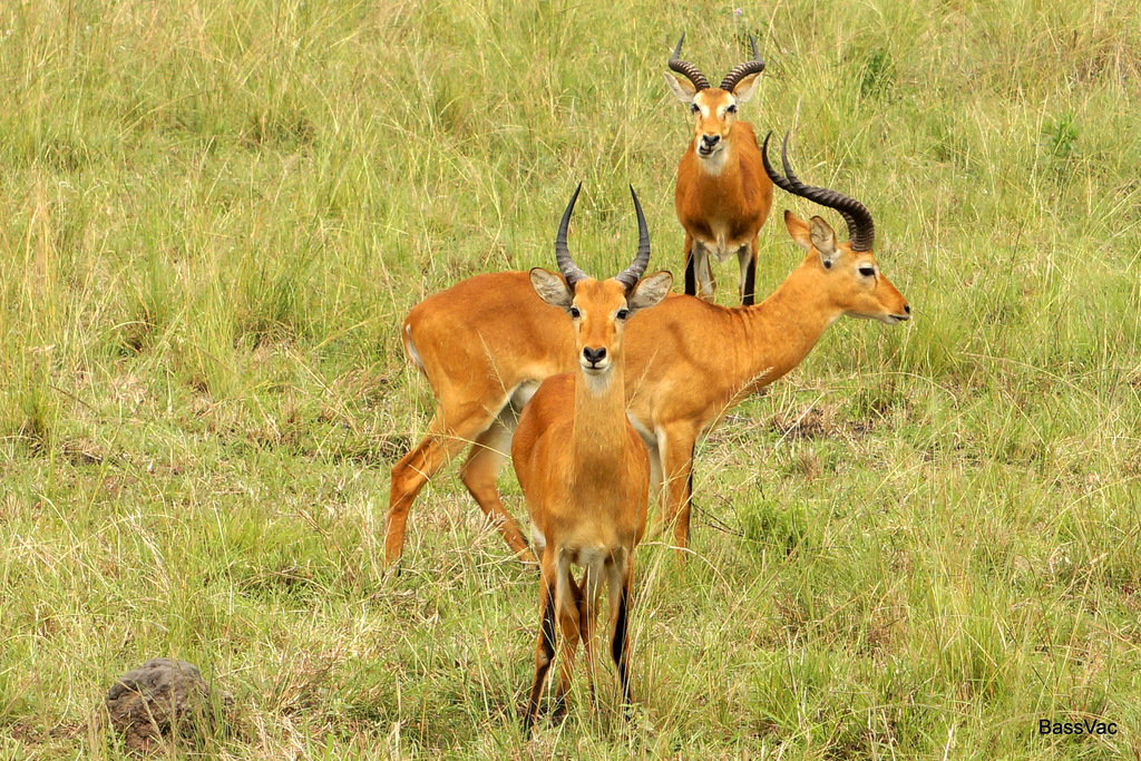 Ugandan Kob (Kobus kob thomasi) - Know Your Mammals