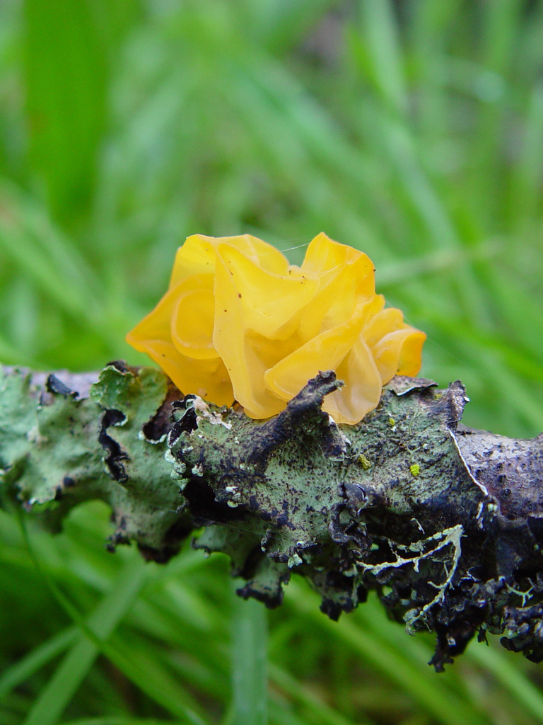 Tremellaceae (Fungi of Shenandoah National Park) · iNaturalist