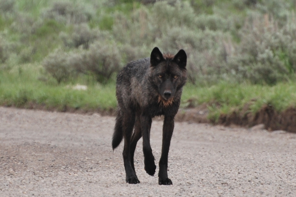 Northwestern Wolf (Canis lupus occidentalis) - Know Your Mammals