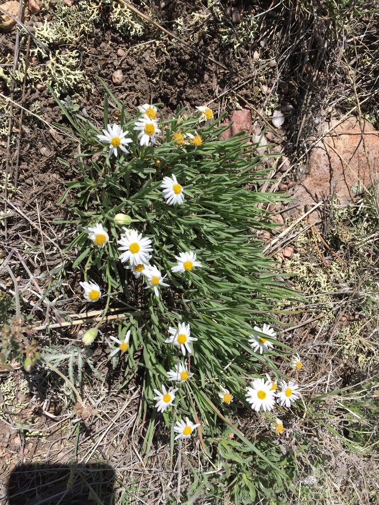 Trailing Fleabane (Plants of Lone Mesa State Park) · iNaturalist