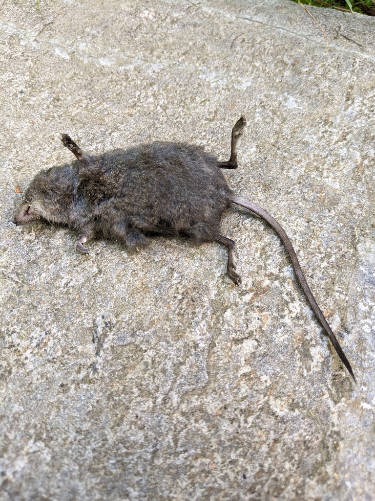 Eastern Water Shrew (Sorex albibarbis) - Know Your Mammals
