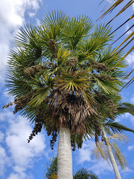 Caranday Palm (Copernicia alba) - Botanical Realm