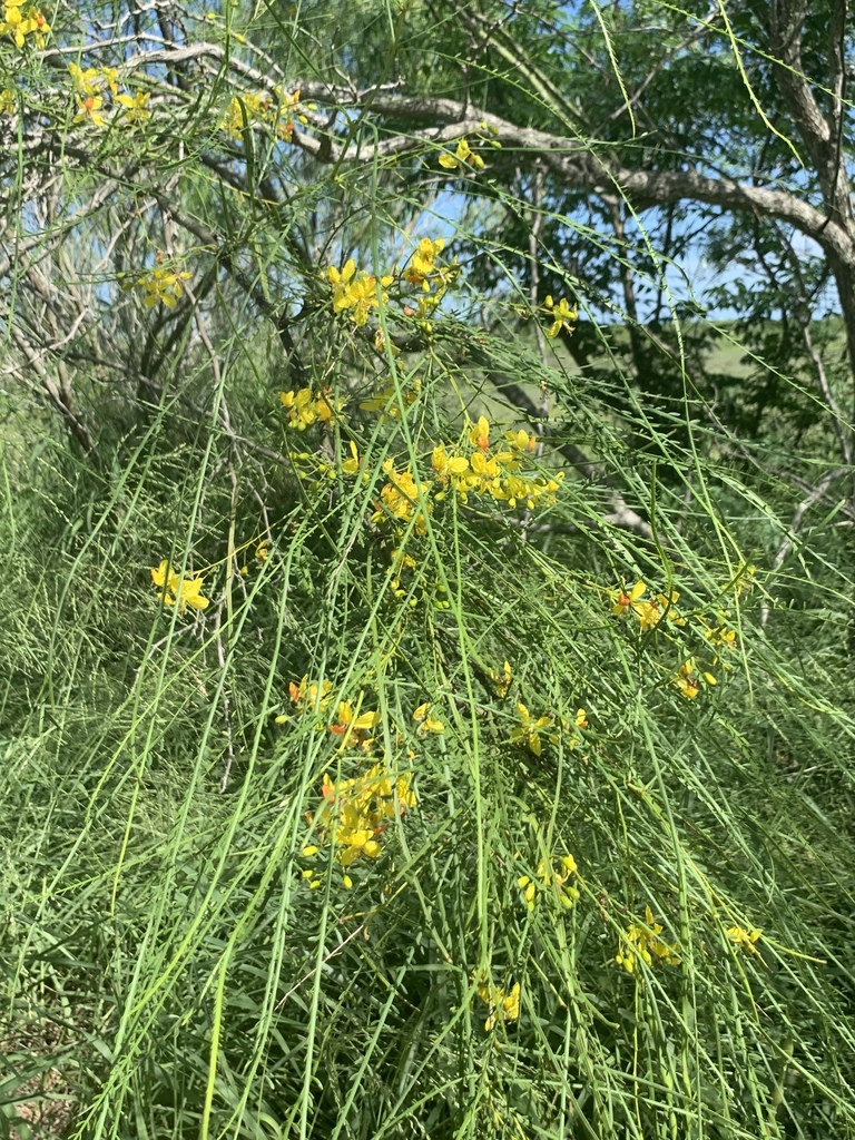 Retama (Jardín Etnobiológico del PIIT) · iNaturalist