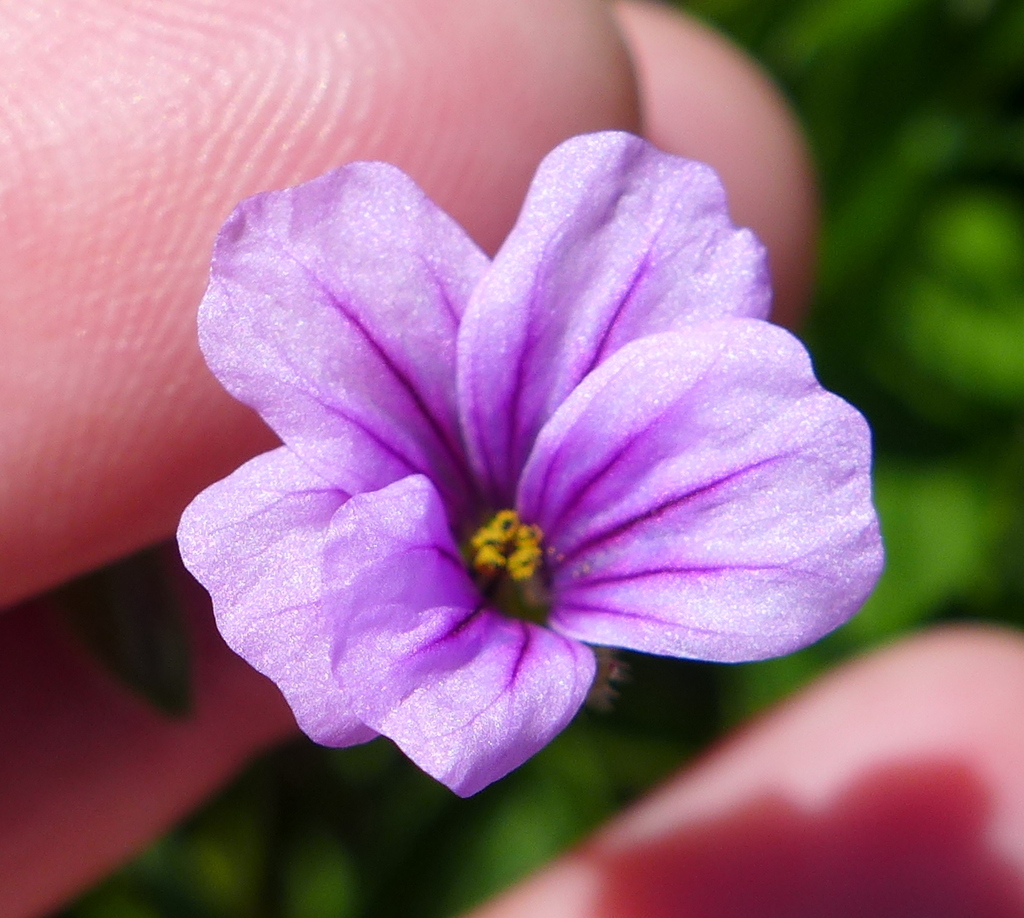 Mediterranean Stork's-bill from Sonoma, California, USA on April 05 ...