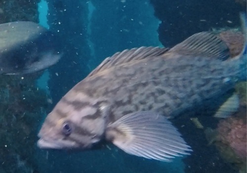Deacon rockfish (RCA monitoring annotation species ID guide) · iNaturalist