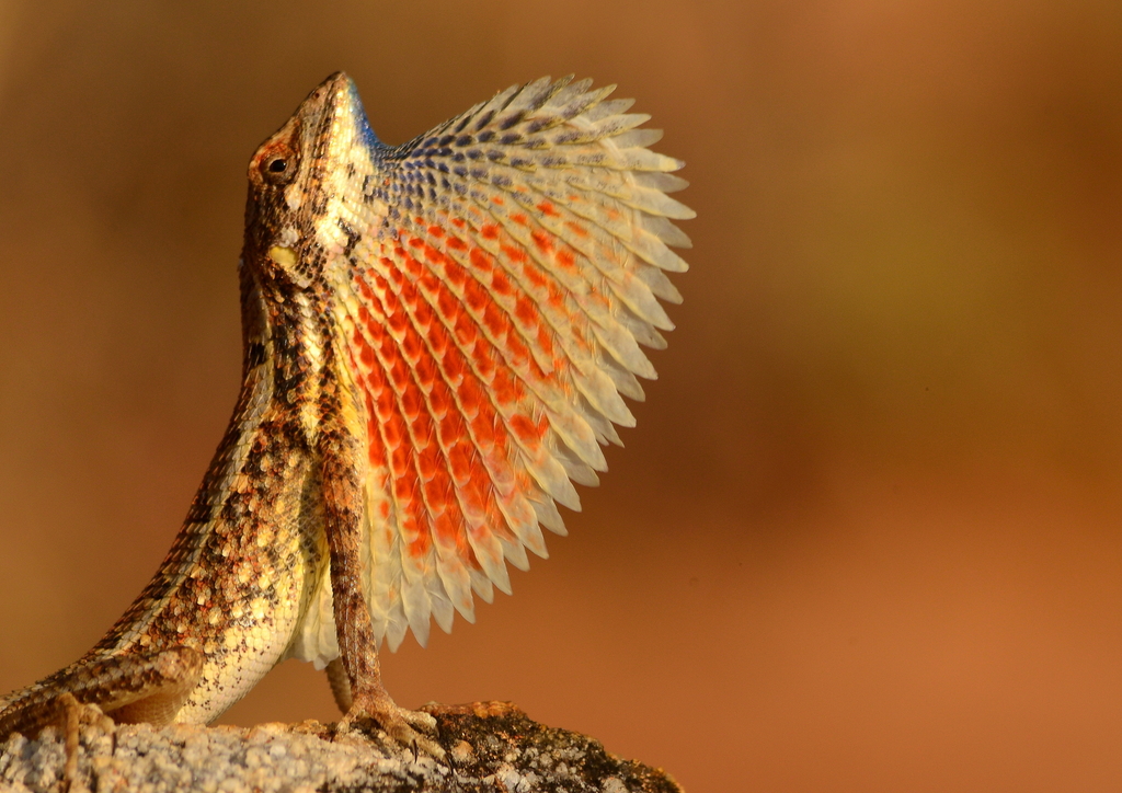 Fan-throated Lizards (Sitana) - Snakes and Lizards
