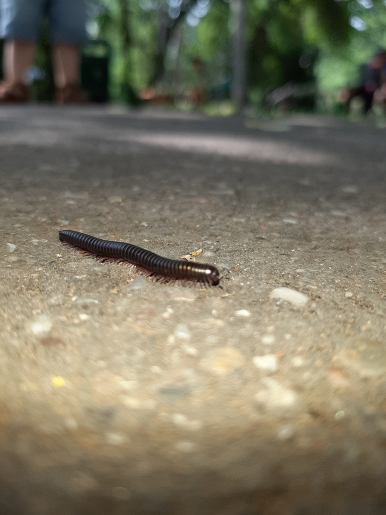 Julidae from Tribuna 1, Buzău, România on June 13, 2020 at 10:41 AM by ...