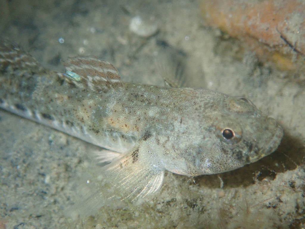 Common Goby (Wadden Sea The Netherlands) · iNaturalist