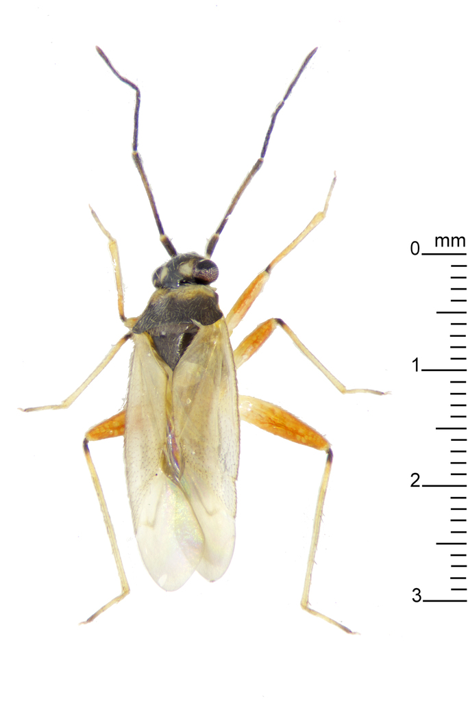 Tytthus parviceps (Madeira True Bugs) · iNaturalist