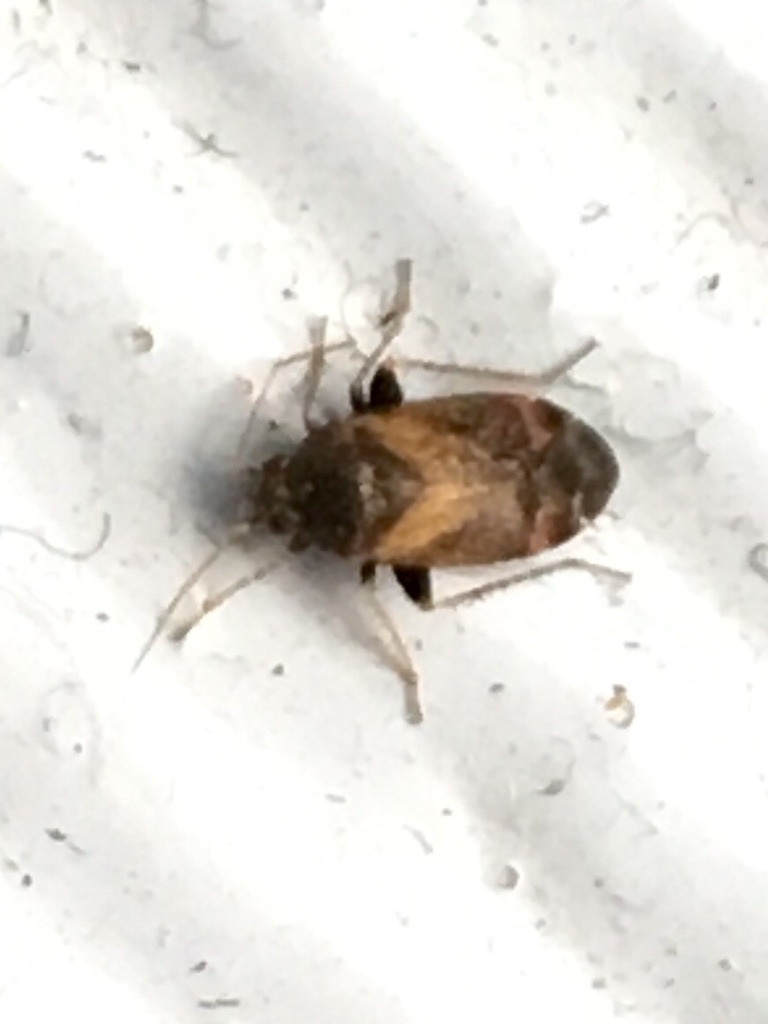 Psallus variabilis in May 2017 by Sequoia Janirella Wrens · iNaturalist