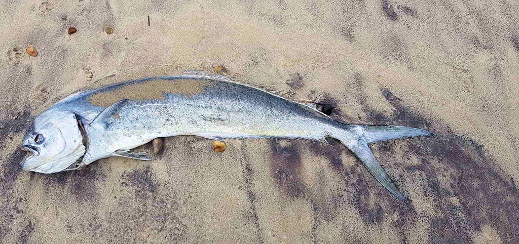 Common Dolphinfish from Sellicks Beach, SA, Australia on June 13, 2020 ...