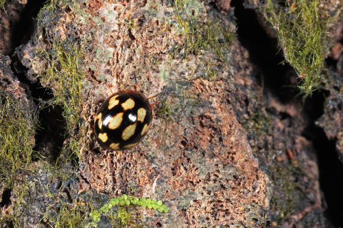 Derispia walkeri · iNaturalist Ecuador