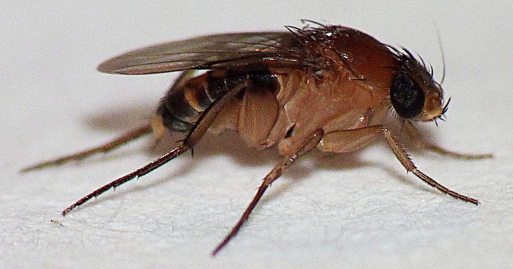 Scaled Hump-backed Fly from Melbourne VIC, Australia on May 20, 2014 at ...