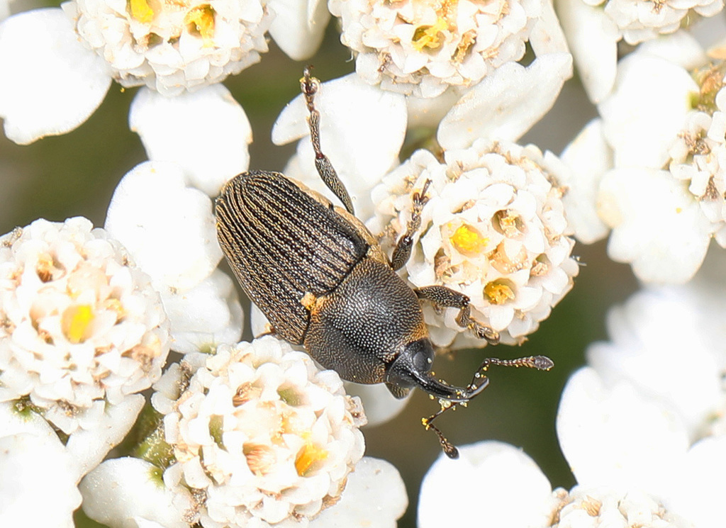 Rugged Flower Weevil from 14050 Dawson Beach Rd, Woodbridge, VA 22191 ...