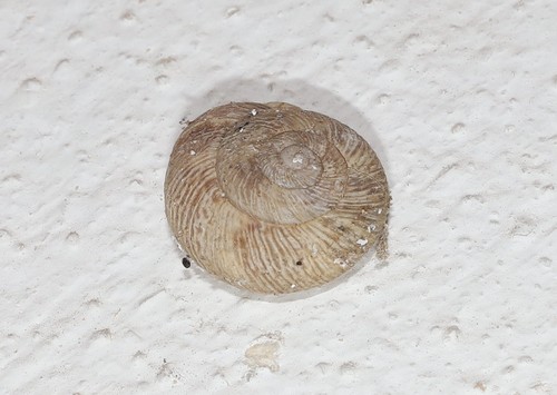 Genus Murella · iNaturalist