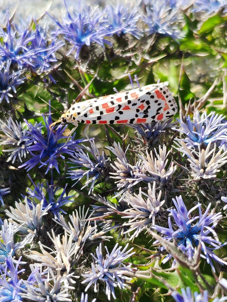 Crimson-speckled Flunkey from Kouklia, Cyprus on June 8, 2020 at 05:06 ...