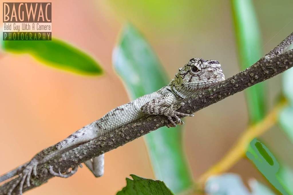Vietnamese Blue Crested Lizard in June 2012 by Aloke Sahu. Juvenile ...