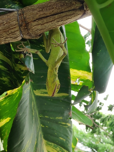 Great Crested Canopy Lizard (Bronchocela jubata) - Snakes and Lizards