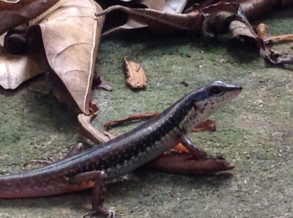 Spotted Forest Skink from Preah Sihanouk, Cambodia on May 27, 2020 at ...