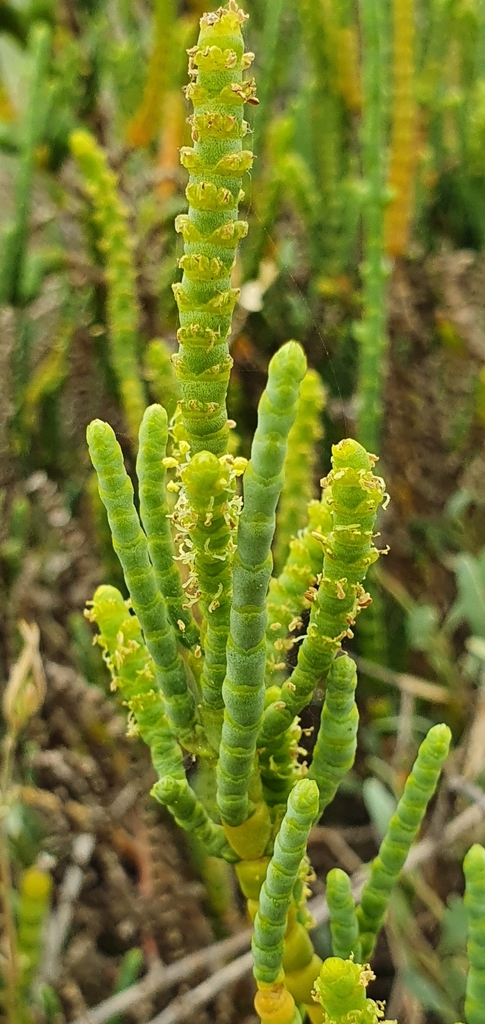 Glaucous Glasswort (Flora of Vodice / Flora Vodica) · iNaturalist