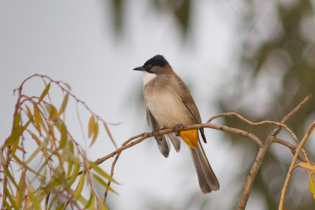 Brown-breasted Bulbul (Birds of Thailand) · iNaturalist