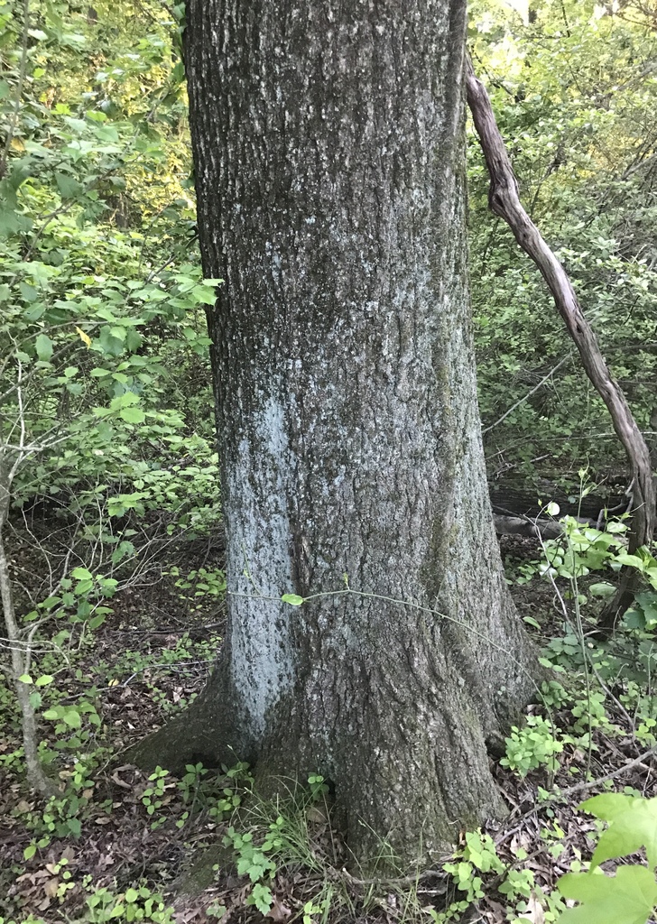 shingle oak (Parkville Nature Sanctuary Winter Trees) · iNaturalist