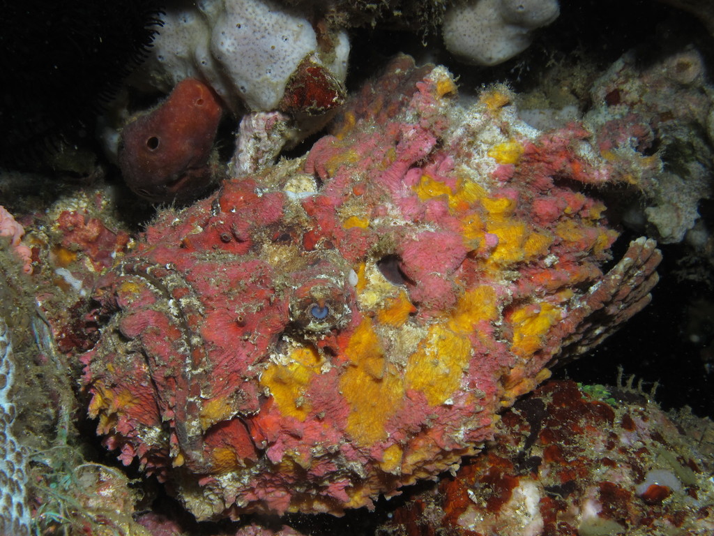 Poisson-pierre commun (Guide des poissons osseux de Polynésie Française ...