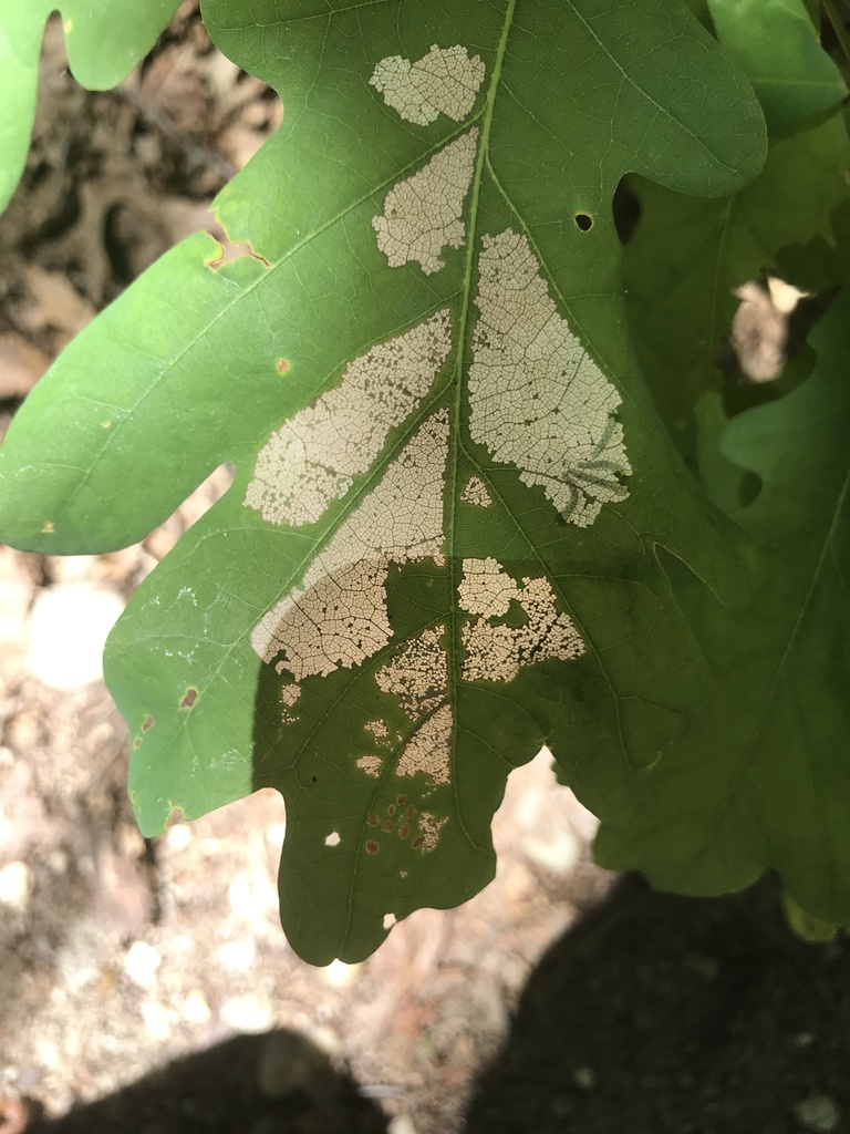 Winged and Once-winged Insects from Long Island, Huntington, NY, US on ...
