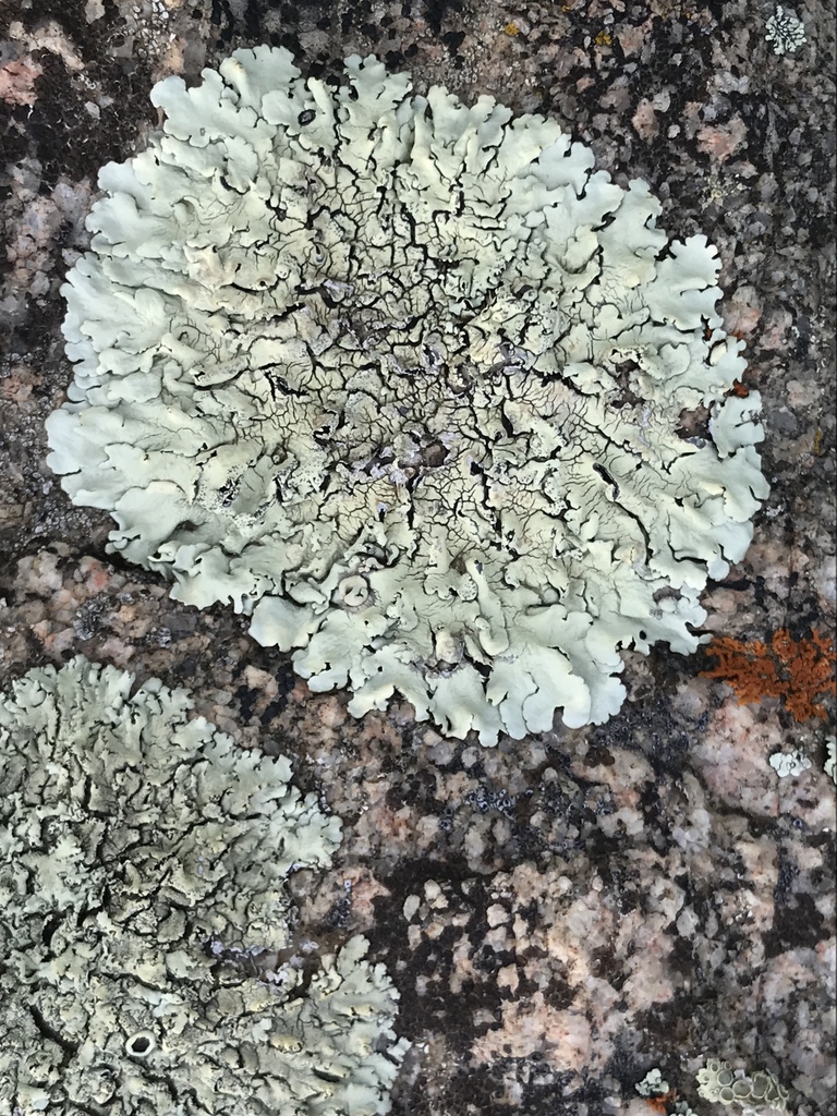 Xanthoparmelia subdecipiens (Lichens of the U.S.A pt. 1) · iNaturalist