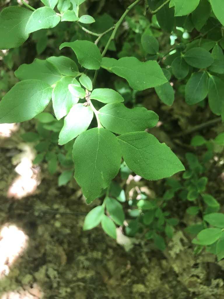 Blue Ridge blueberry from Long Island, Huntington, NY, US on June 13 ...