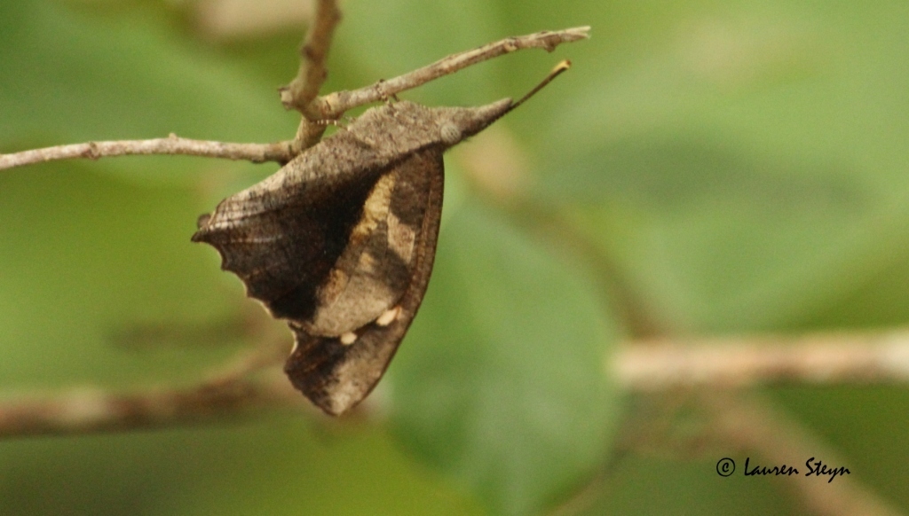 Beaks and Old World Snouts from TCT Dalmann Catapu on January 28, 2014 ...